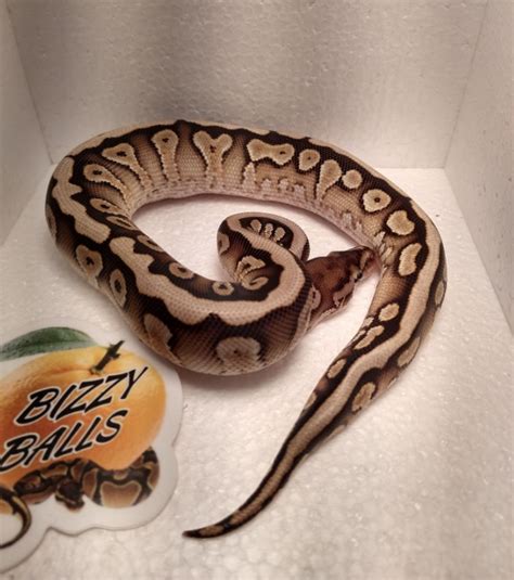 Yellow Belly Specter Hidden Gene Woma Granite Aka Orion Ball Python By Bizzy Balls Morphmarket