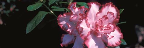 Pruning Azalea Society Of America