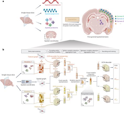 Deciphering Spatial Domains From Spatial Multi Omics With Spatialgluenature Methods X Mol