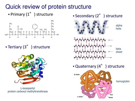Ppt Rna Processing In Eukaryotes Powerpoint Presentation Free Download Id 5334562