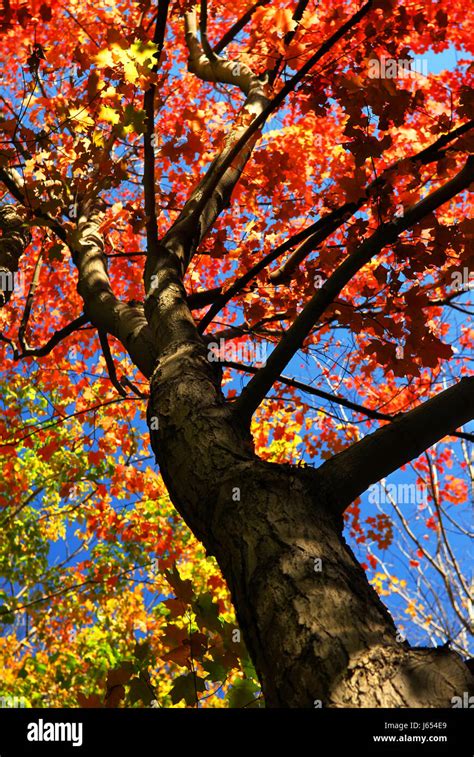 Tree Trees Leaves Woods Forest Foliage Fall Autumn Blue Reach Beautiful Stock Photo Alamy
