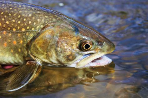 How To Cast A Fly Rod The Missoulian Angler Fly Shop