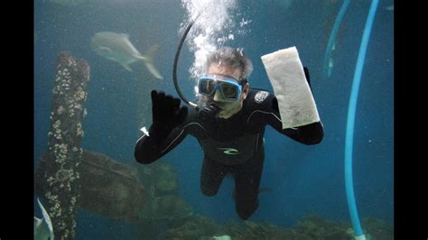 The Virginia Living Museum Will Celebrate Shark Day
