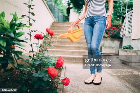 Watering Roses Photos And Premium High Res Pictures Getty Images
