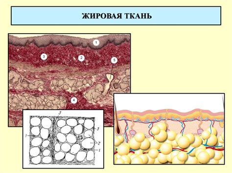 Ткани 2 часть Соединительная ткань презентация онлайн