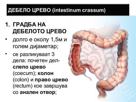 градба и функција на желудник тенко и дебело црево