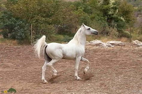 سلطان اسب ایران؛ چرا به کریم خان زند سلطان اسب ایران می‌گویند؟