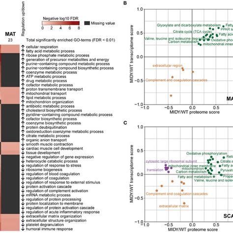 Quantitative Proteome Analysis Of Mesenteric Mat And Subcutaneous Download Scientific Diagram