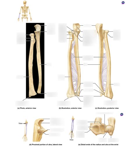 Radius And Ulna Diagram Diagram Quizlet Radius And Ulna Diagram Diagram Quizlet