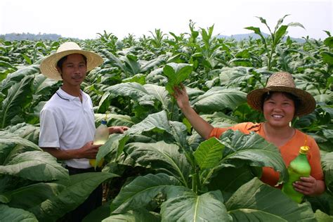 湖南宁乡：年轻职业烟农接起产业振兴重担