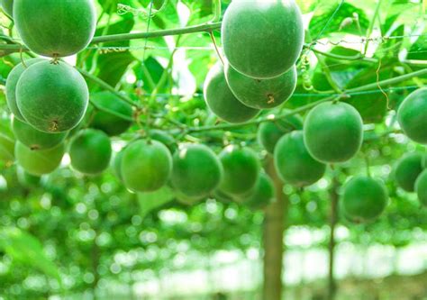 东方神果——罗汉果，天然代糖的不二之选 知乎