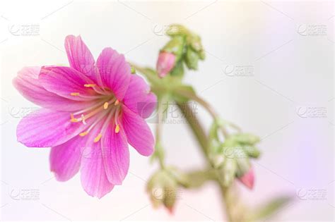 粉色刘易斯子叶 日落系列”肉质花