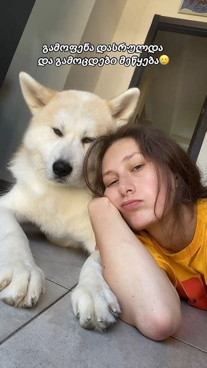 ძაღლების გამოფენა Youtube