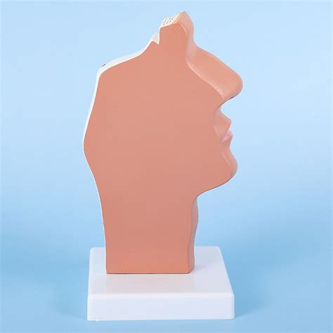 머리 해부학 모델 비염 모델 측면 혈관 신경 모델 입 코 목구멍 비강 해부학 모델 학교 및 교육 용품