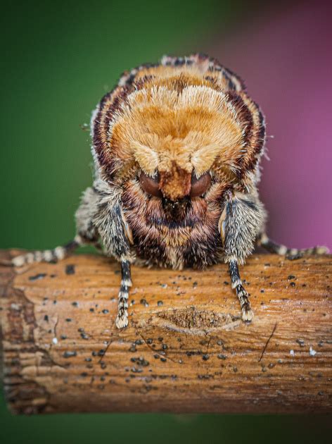 Zenfolio Reflectingme Building A Prototype Robinson Moth Trap