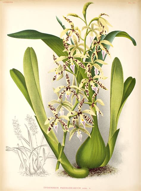 Prosthechea Orchids Wiki Fandom Powered By Wikia