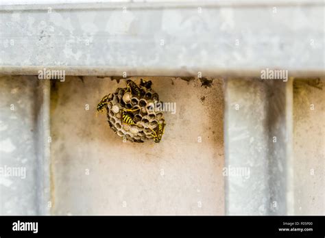 Wasps Dangereous Little Insects The Presence Of A Hostile And