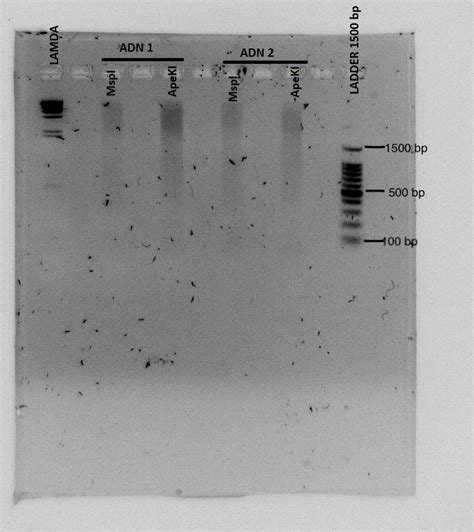 Has Anyone Ever Tried To Use The Restriction Enzyme Mspi To Digest Insect Genomic Dna And Make