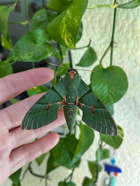 This Gaudy Sphinx Moth My Friend Sent Me Space Coast Fl R Entomology