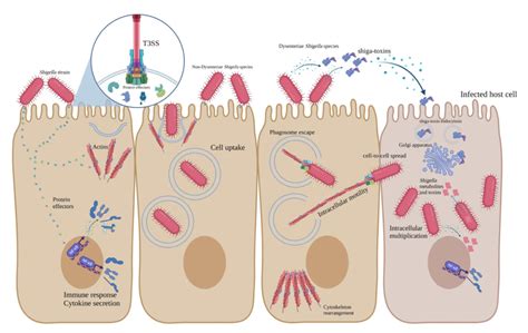 Shigella Morphology Pathogenesis Diagnosis Treatment Biology