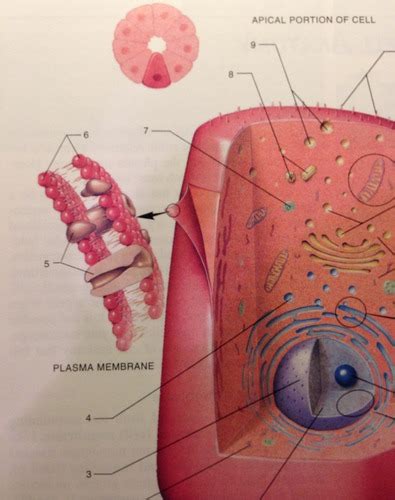 Physio Lab 4 1 Microstructure Of Cell Flashcards Quizlet