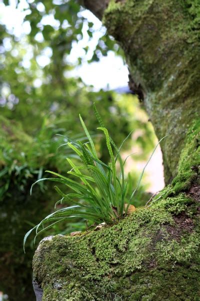 Weeping Fern Lepisorus Thunbergianus Kyoto Japa Tumbex