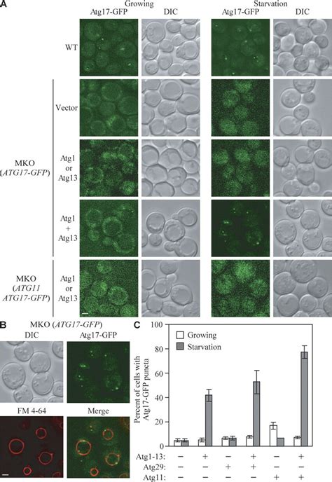 Reconstitution Of The Initial Step Of Starvation Specific PAS Assembly