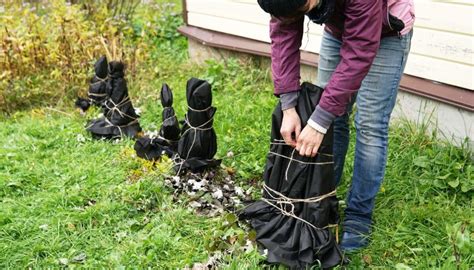 9 Ways To Protect Your Plants From Sudden Frost Simplify Plants