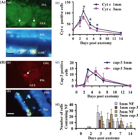 A Cytochrome C Positive Cells In The Ganglion Cell Layer Gcl A Download Scientific