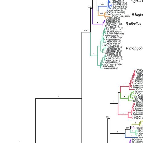 phylogenetic tree resulting from bayesian analysis of coi sequence