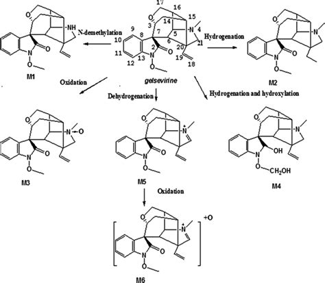 Proposed Metabolic Pathways Of Gelsevirine In Liver Microsomes In Vitro