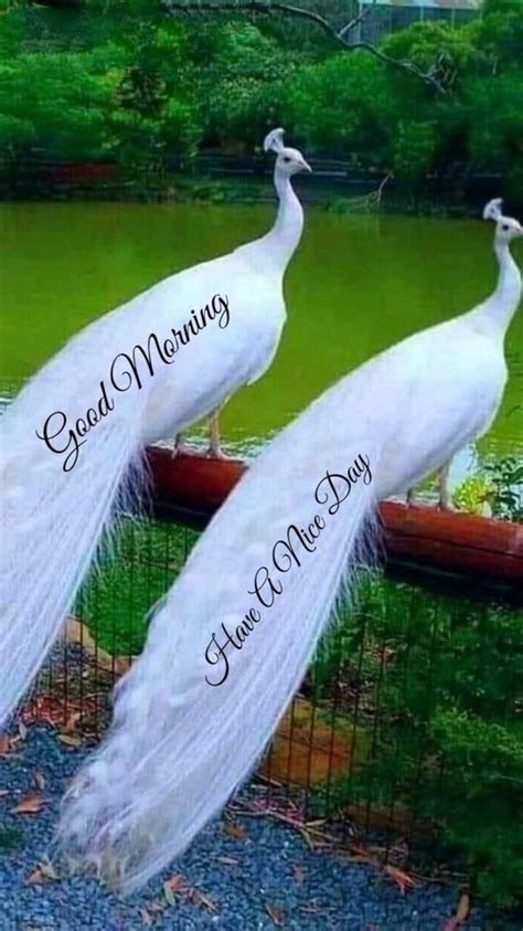 45 Good Morning Peacock Images Good Morning Wishes