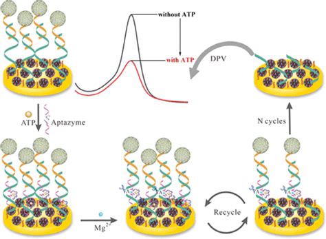 Molecular Recognition Triggered Aptazyme Sensor Using A Co MOF MCA Hybrid Nanostructure As