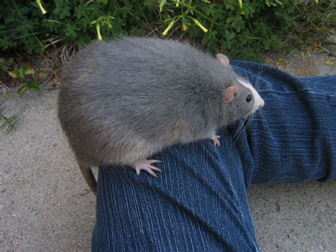 The Giant Rat That Makes All Of The Rules R Absoluteunits