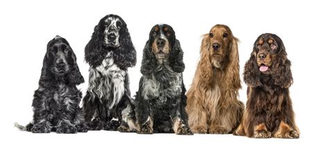 English Cocker Spaniel Your Complete Breed Guide The Goody Pet
