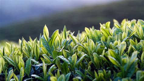 农民用粪水浇过的菜能吃吗？ 搜狐大视野 搜狐新闻