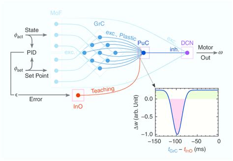 A Schematic Drawing Of Our Cerebellar Model Along With Its Input