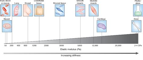 Figure 1 From Remodeling And Homeostasis Of The Extracellular Matrix Implications For Fibrotic