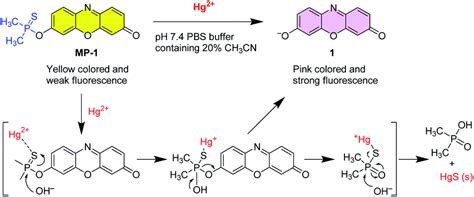 Colorimetric Screening Of Elevated Urinary Mercury Levels By A Novel Hg 2 Selective Probe Of