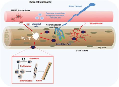 Satellite Cells