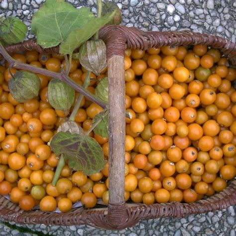 Physalis peruviana coqueret du pérou alkekenge