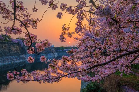 Sakura Japan Nature Wallpaper