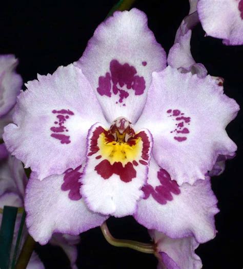 214 Best Images About Orchids Oncidium On Pinterest Orchid Flowers