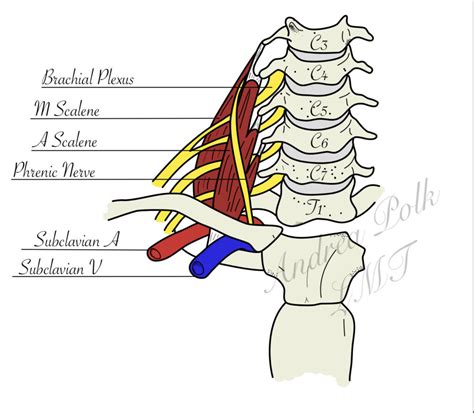 Scalenes Neck Pain Shoulder Pain Numbness And Tingling Clearwater