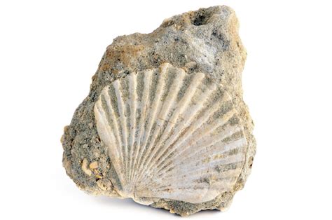Fossiele Schelp Natuurwijzer