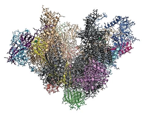 Two Views Of Rna Polymerase I Structure