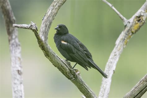 Free Images Branch Wildlife Red Beak Winged Fauna Canada A