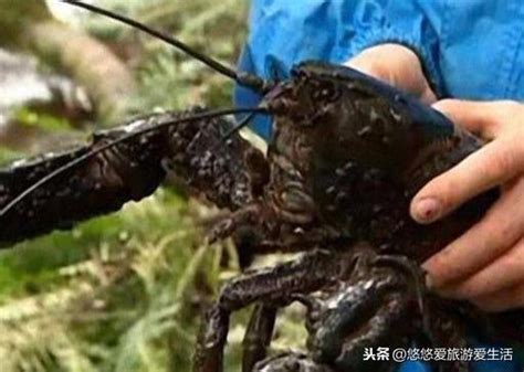 全球最大的巨型淡水龍蝦沒有天敵卻瀕臨滅絕真實原因令人深思 每日頭條