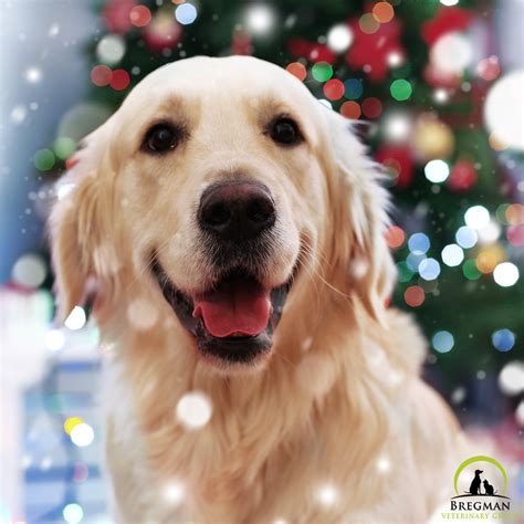 How To Keep Your Pet Safe During The Holidays Bregman Vet Group