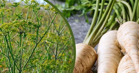 Pasternak Zwyczajny Pastinaca Sativa Deccoriapl